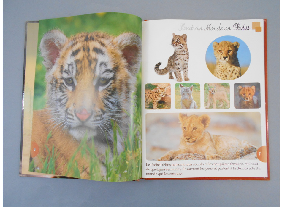 Les bébés animaux - Editions Piccolia - Livres | Mon Petit Doudou